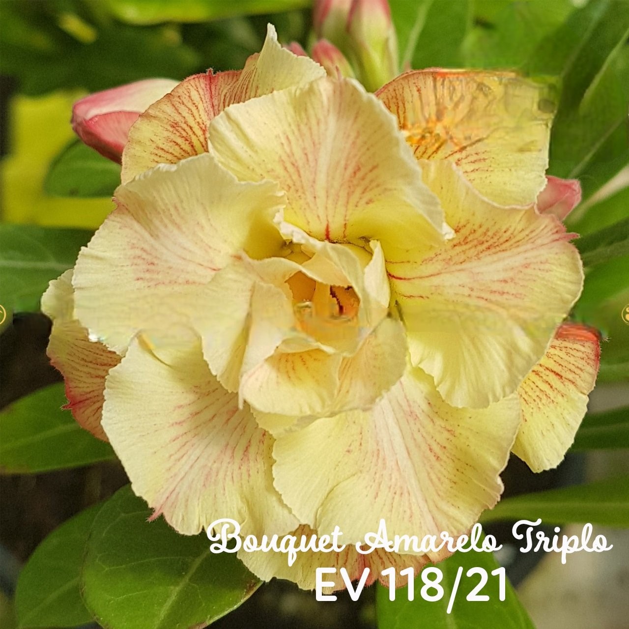 Rosa do Deserto - Enxerto - Bouquet Amarelo Triplo | Juliano Matte