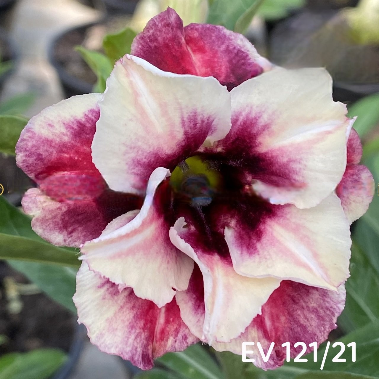 Rosa do Deserto - Enxerto - EV 121/21 | Juliano Matte