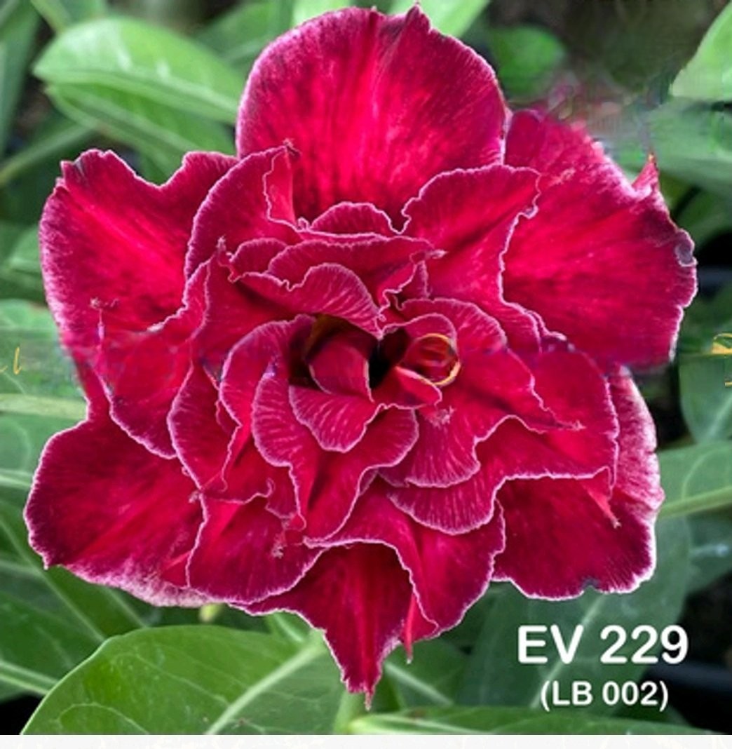 Rosa do Deserto - Enxerto - EV 229 | Juliano Matte